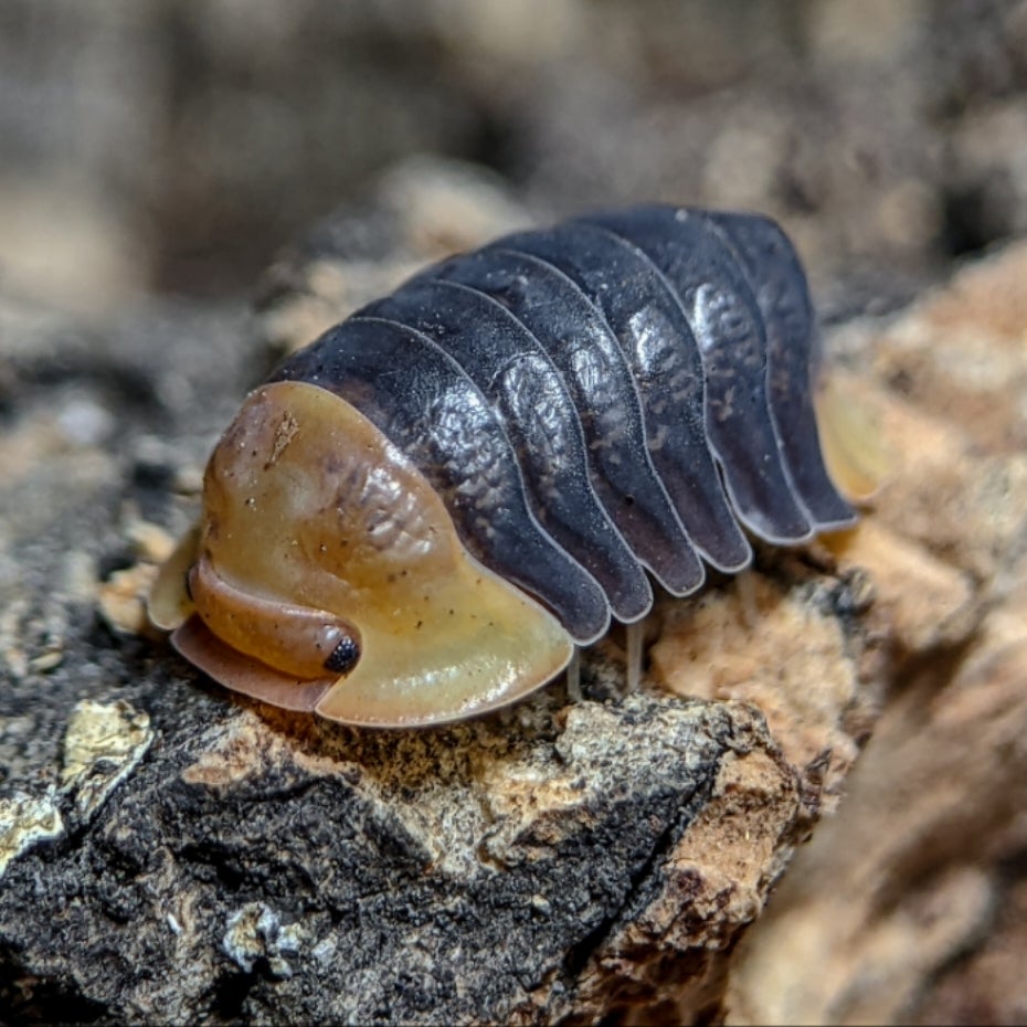 Cubaris "Rubber Ducky" | Artesian Exotics